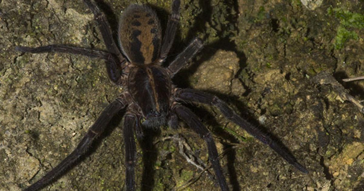 Ctenus #130484 - Biofaces - Bring Nature Closer