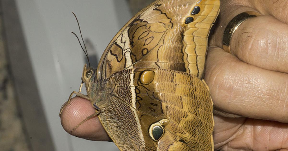 Eryphanis #130494 - Biofaces - Bring Nature Closer