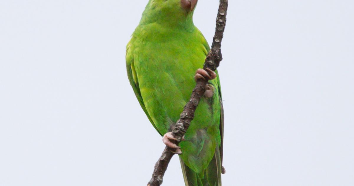 periquito-rico #130705 - Biofaces - Bring Nature Closer