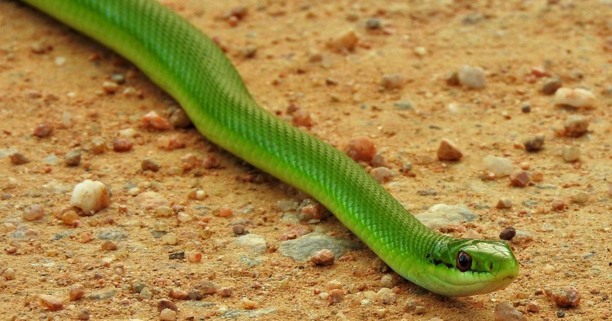 Culebra #131046 - Biofaces - Bring Nature Closer