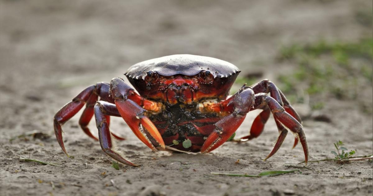 Cangrejo #131074 - Biofaces - Bring Nature Closer