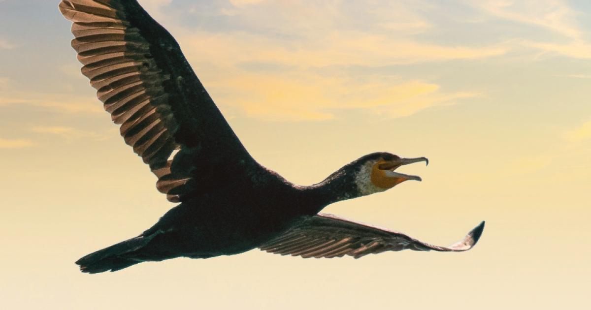 Corvo-marinho-de-faces-brancas #131197 - Biofaces - Bring Nature Closer