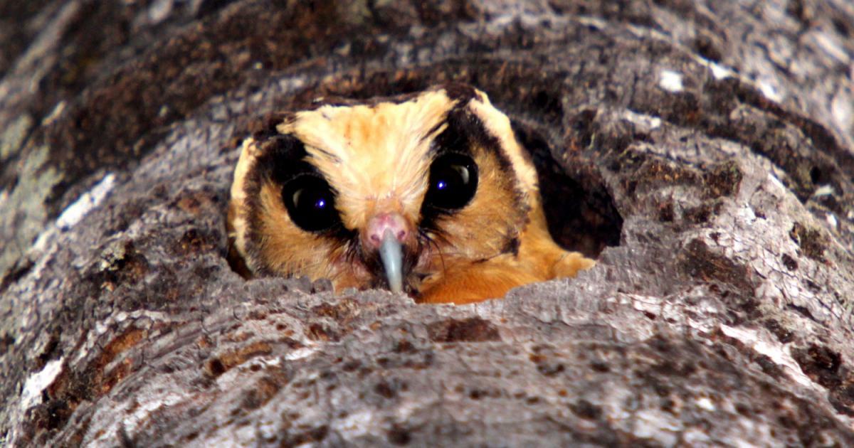 Caburé-acanelado #131530 - Biofaces - Bring Nature Closer