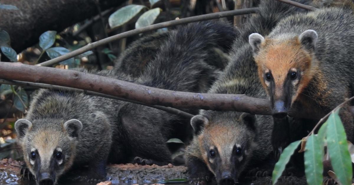 Bando #132231 - Biofaces - Bring Nature Closer