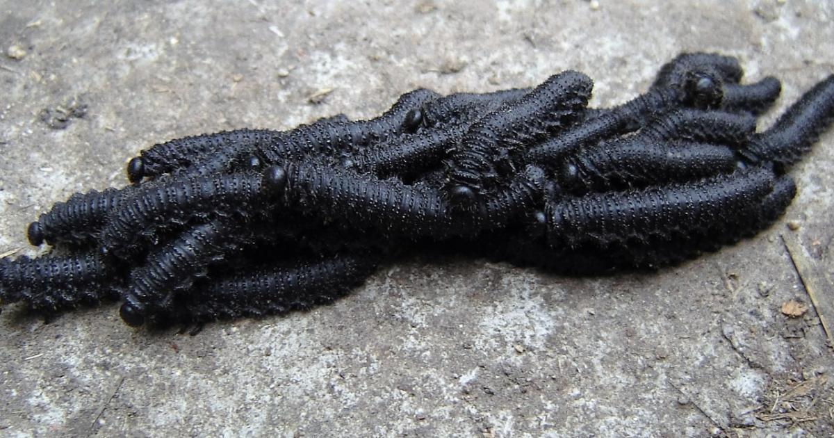 larvas #132372 - Biofaces - Bring Nature Closer