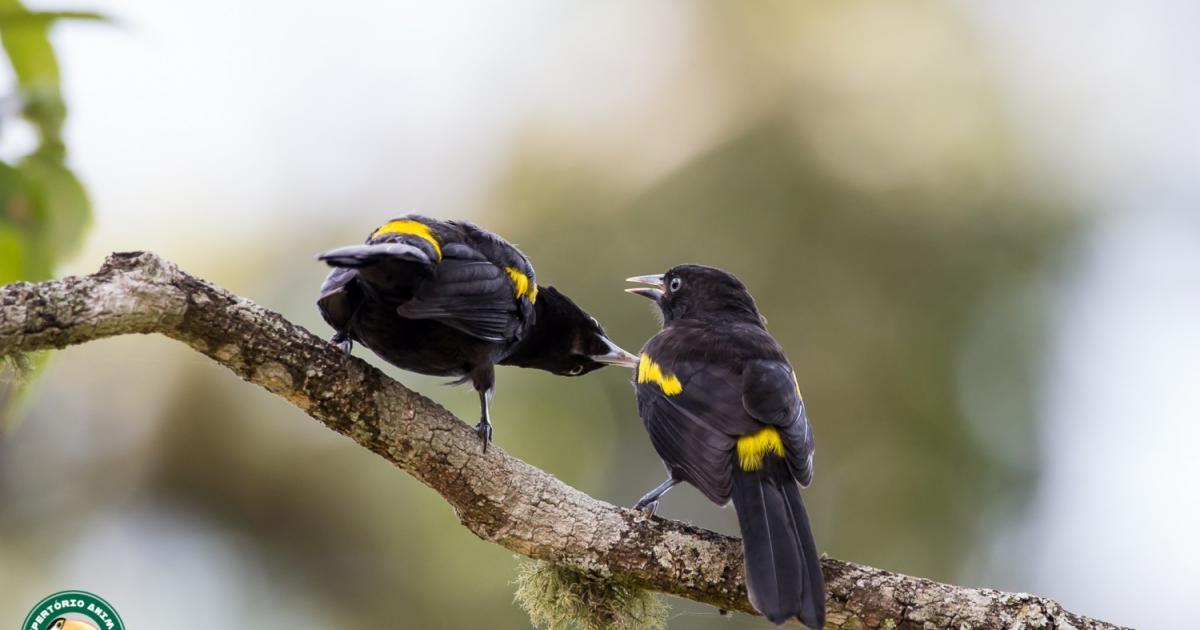 Tecelão #132447 - Biofaces - Bring Nature Closer