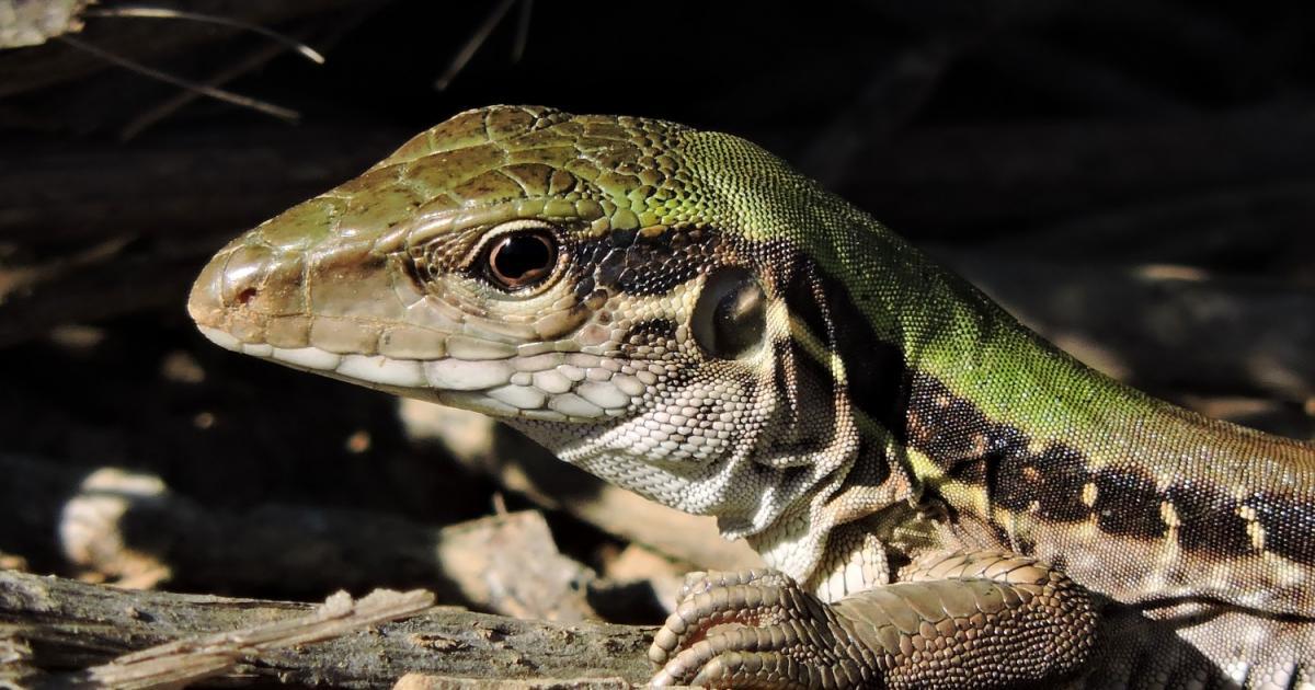 Calango-verde #132579 - Biofaces - Bring Nature Closer