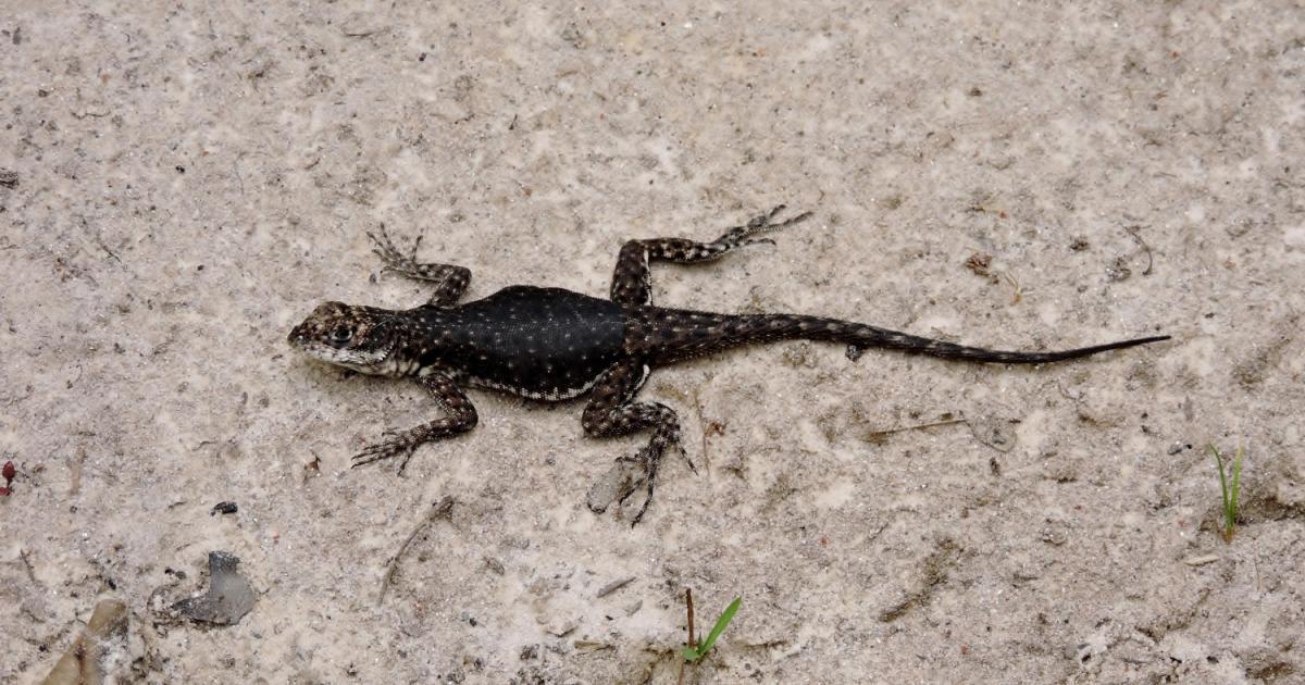 Lagarto #132848 - Biofaces - Bring Nature Closer