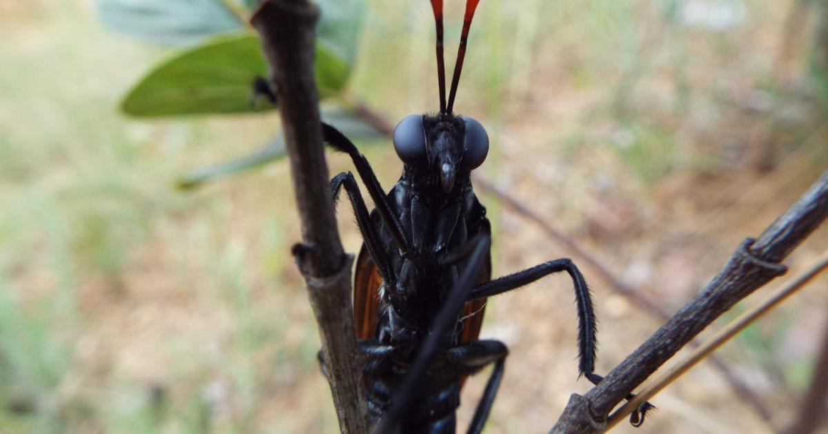 Mosca #133015 - Biofaces - Bring Nature Closer