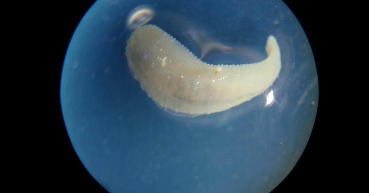 Helobdella #133056 - Biofaces - Bring Nature Closer