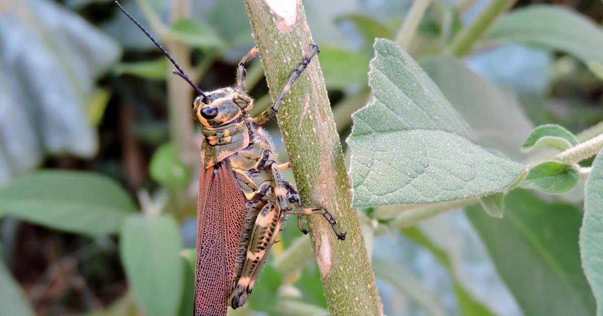 Grilo #133112 - Biofaces - Bring Nature Closer