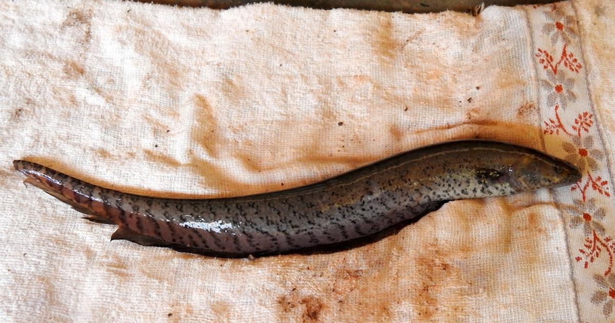 Tuvira #133131 - Biofaces - Bring Nature Closer