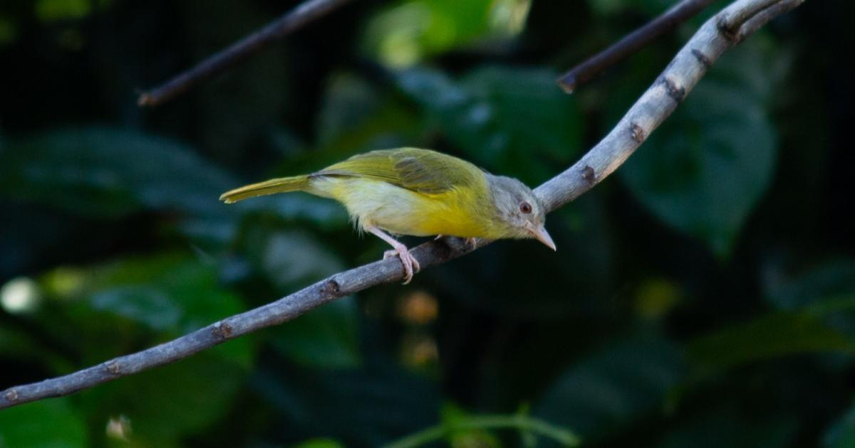 Hylophilus #133179 - Biofaces - Bring Nature Closer