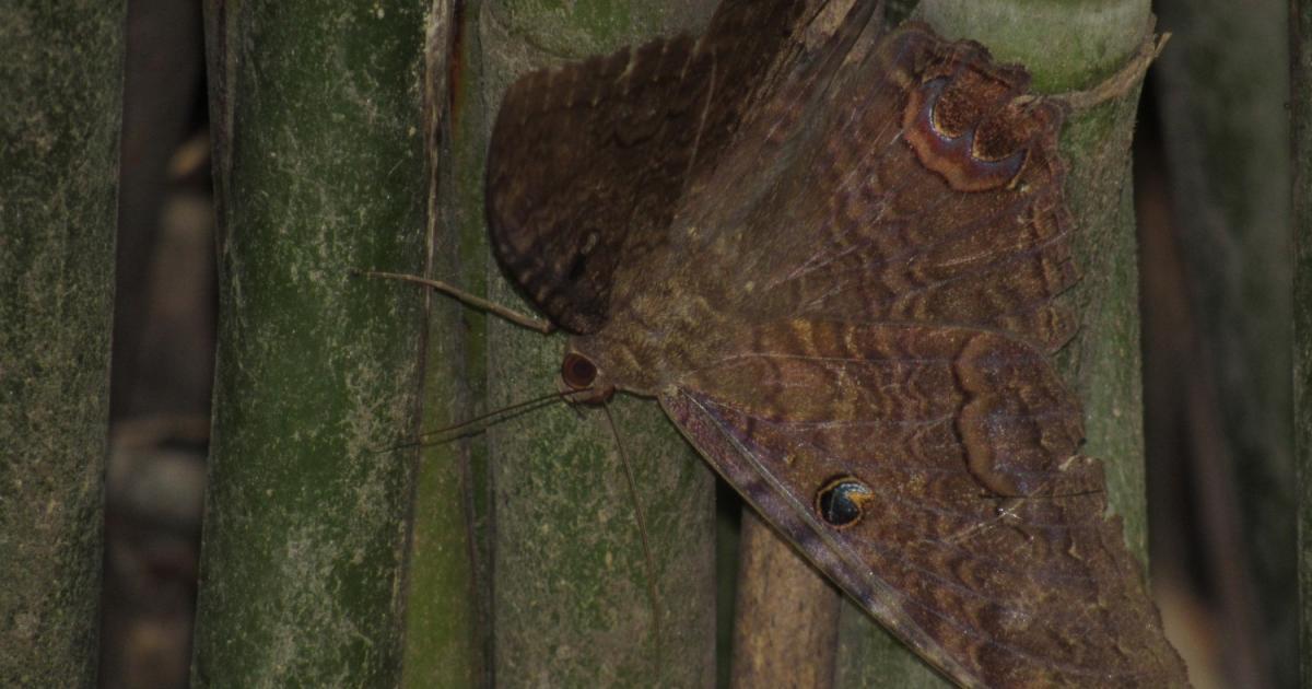 Mariposa #133268 - Biofaces - Bring Nature Closer