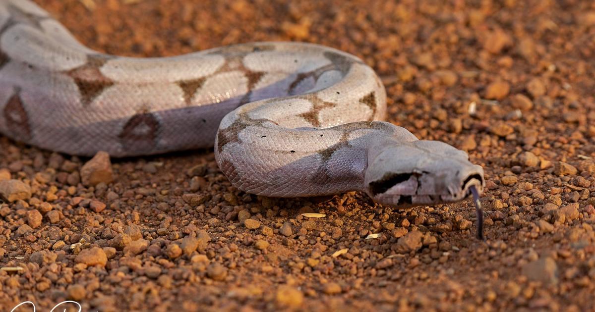 Jibóia #133481 - Biofaces - Bring Nature Closer