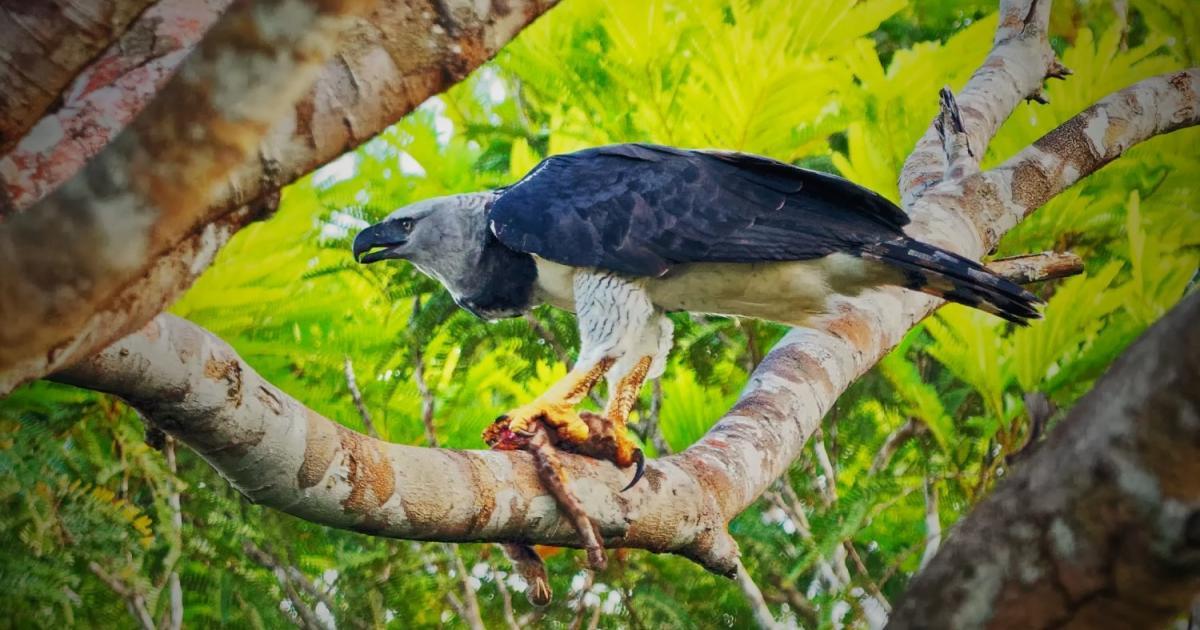 GAVIÃO-REAL #133566 - Biofaces - Bring Nature Closer