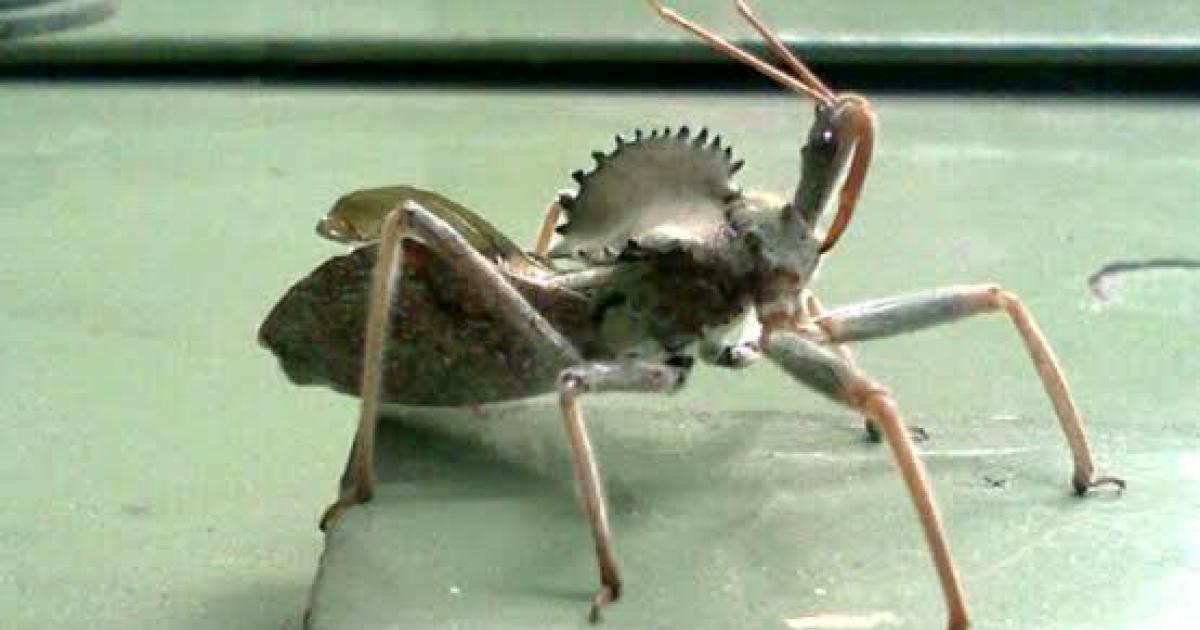 Percevejo #134001 - Biofaces - Bring Nature Closer