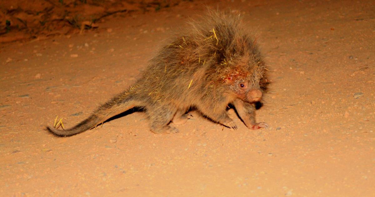 Ouriço #134505 - Biofaces - Bring Nature Closer