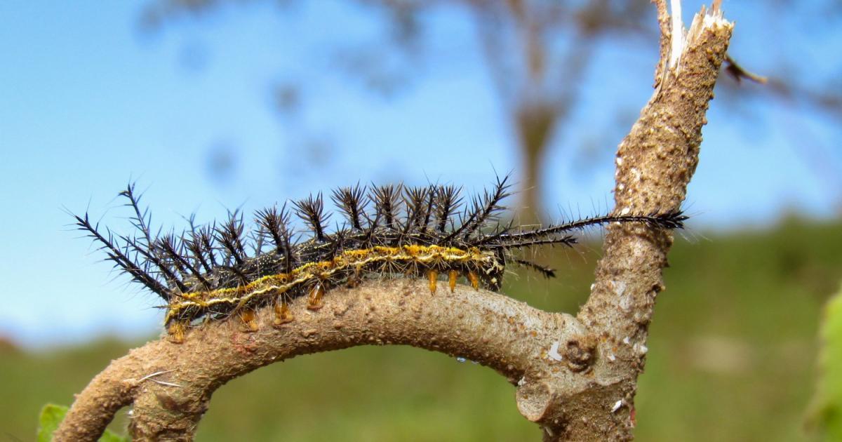 Hylesia #134518 - Biofaces - Bring Nature Closer