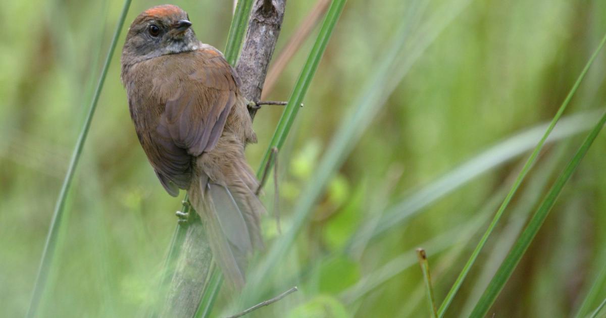 Pijuí #134565 - Biofaces - Bring Nature Closer