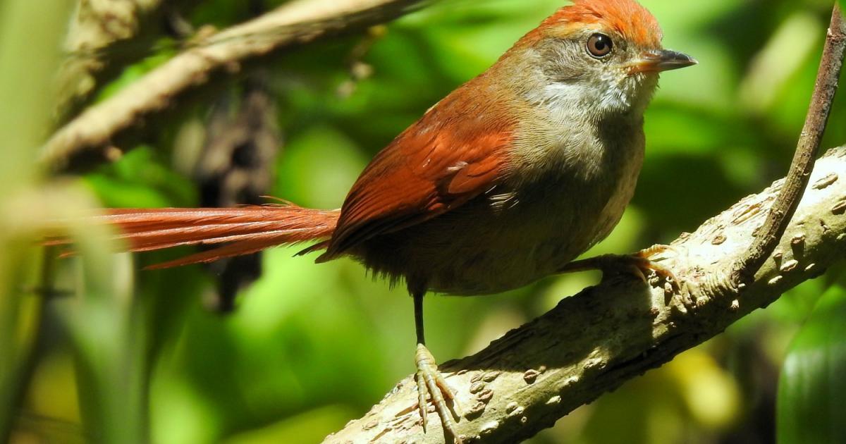 PICHORORÉ #134798 - Biofaces - Bring Nature Closer