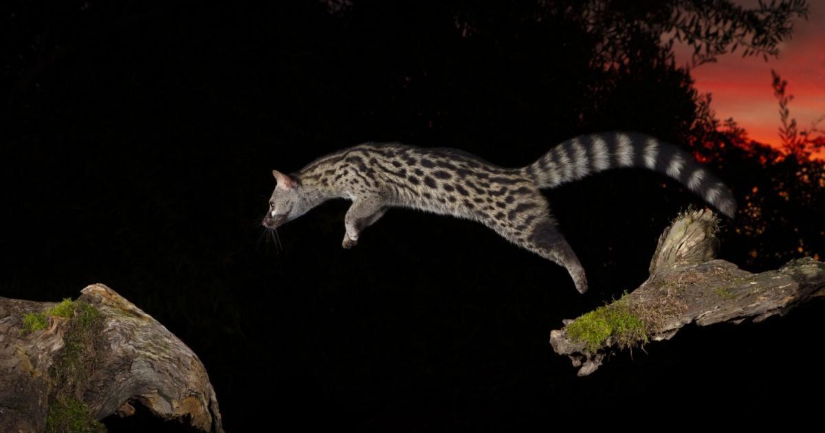 Gineta, #135066 - Biofaces - Bring Nature Closer