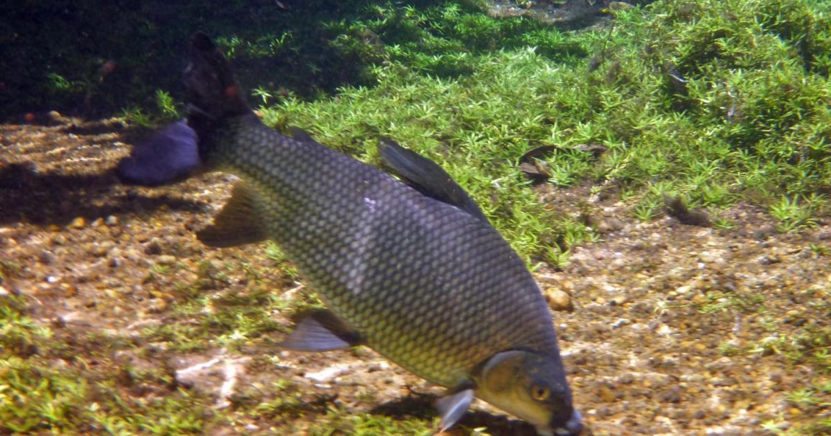 Curimbatá #135222 - Biofaces - Bring Nature Closer