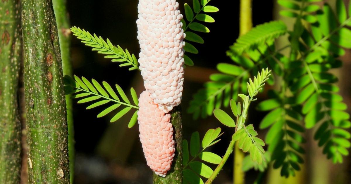 ARUÁ #135288 - Biofaces - Bring Nature Closer