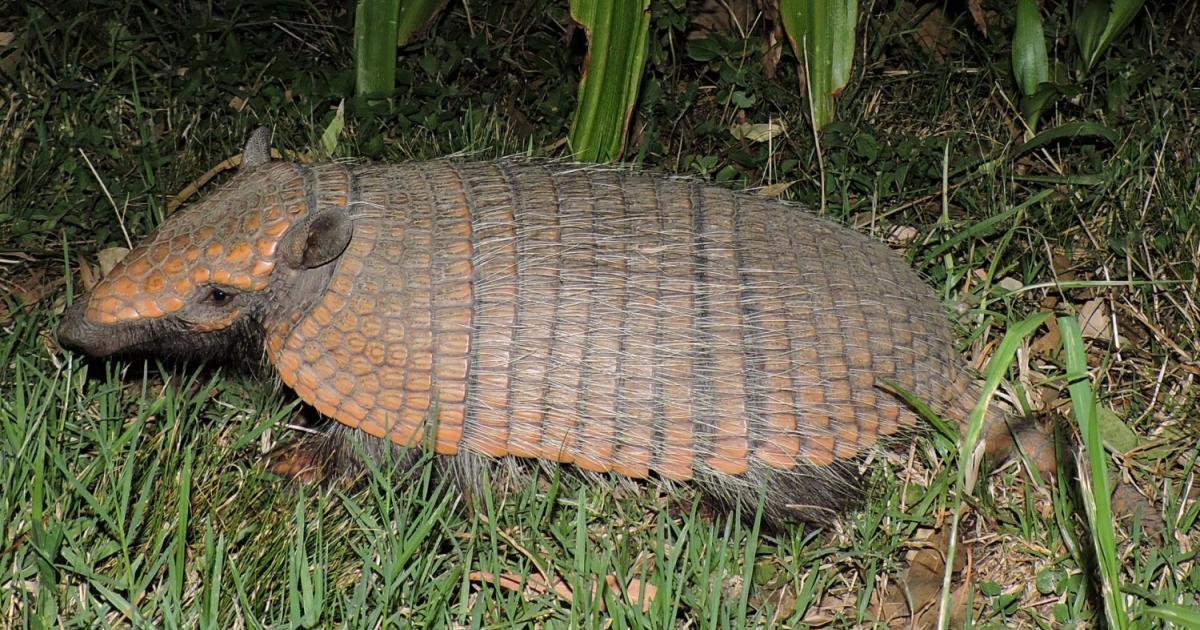 Tatu-peludo #135303 - Biofaces - Bring Nature Closer