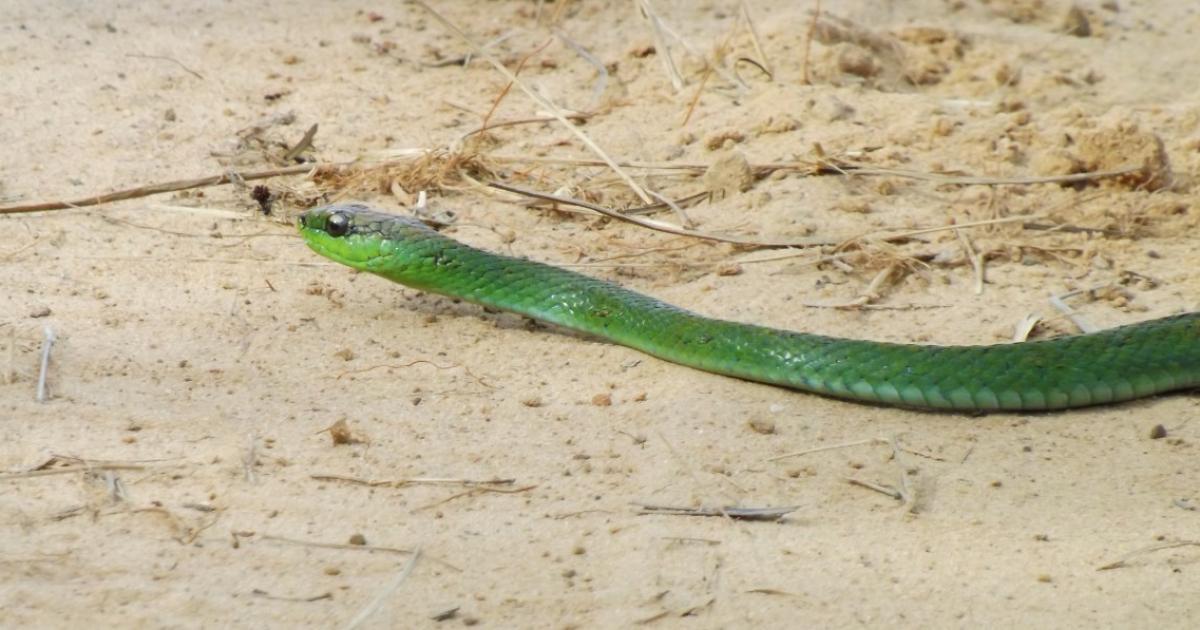 Cobra-cipó-listada #135396 - Biofaces - Bring Nature Closer