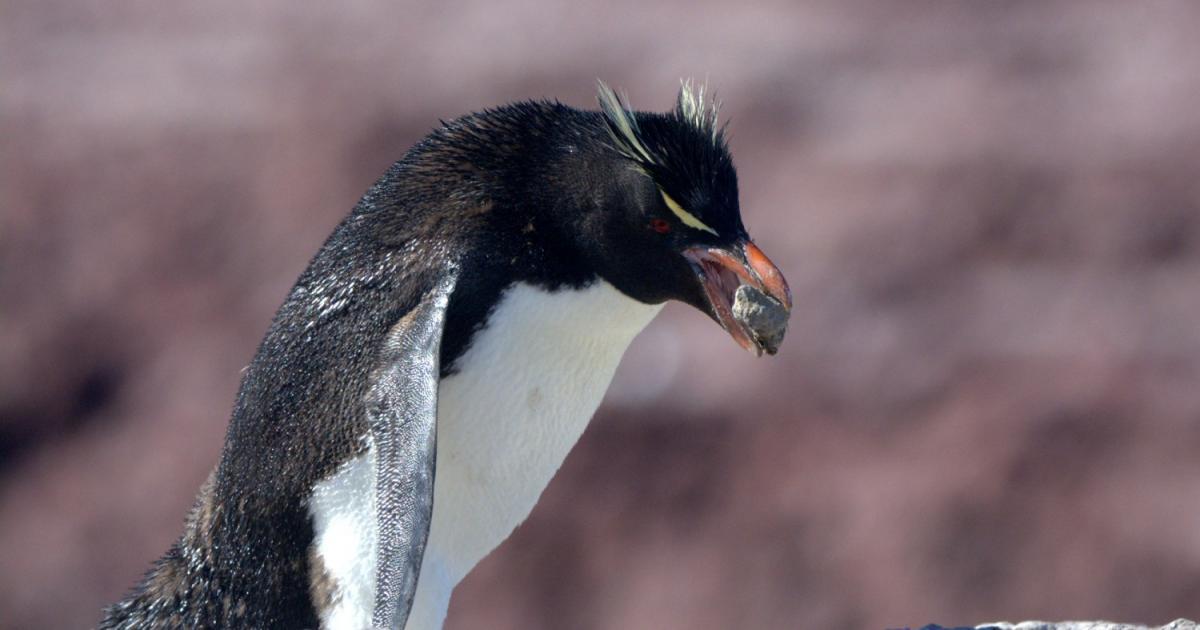 PINGUIM #135612 - Biofaces - Bring Nature Closer