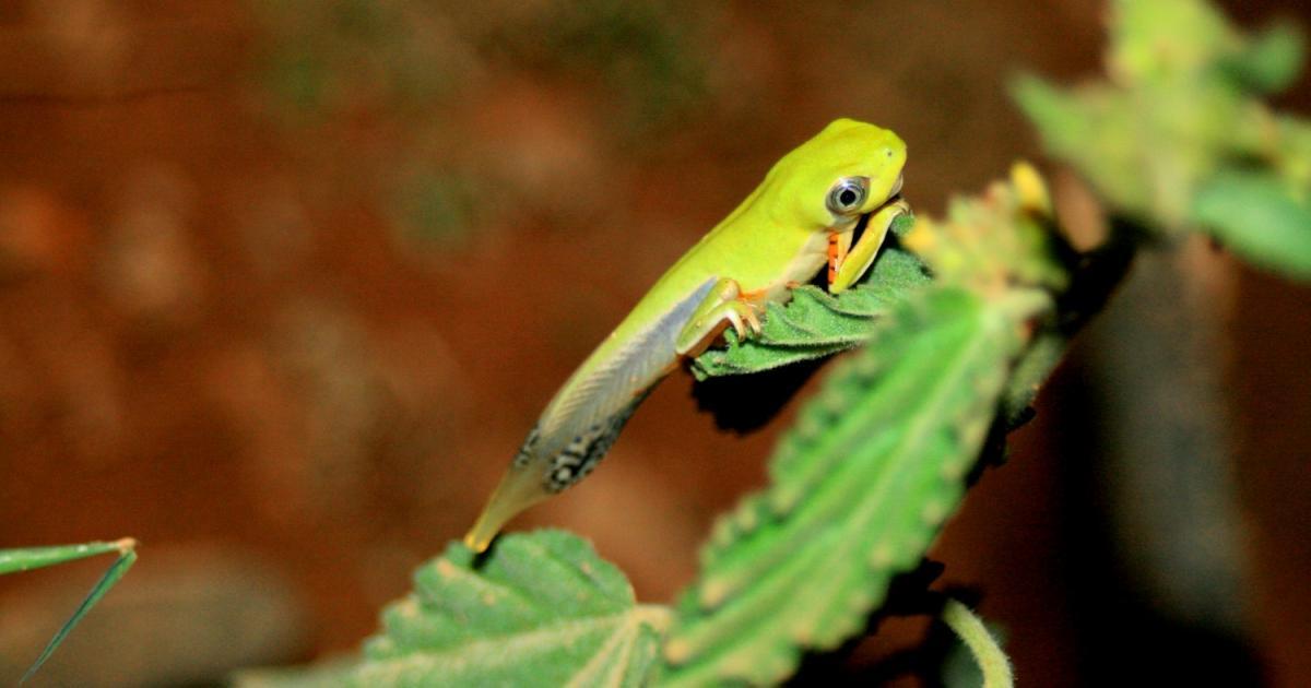 Imago #135688 - Biofaces - Bring Nature Closer