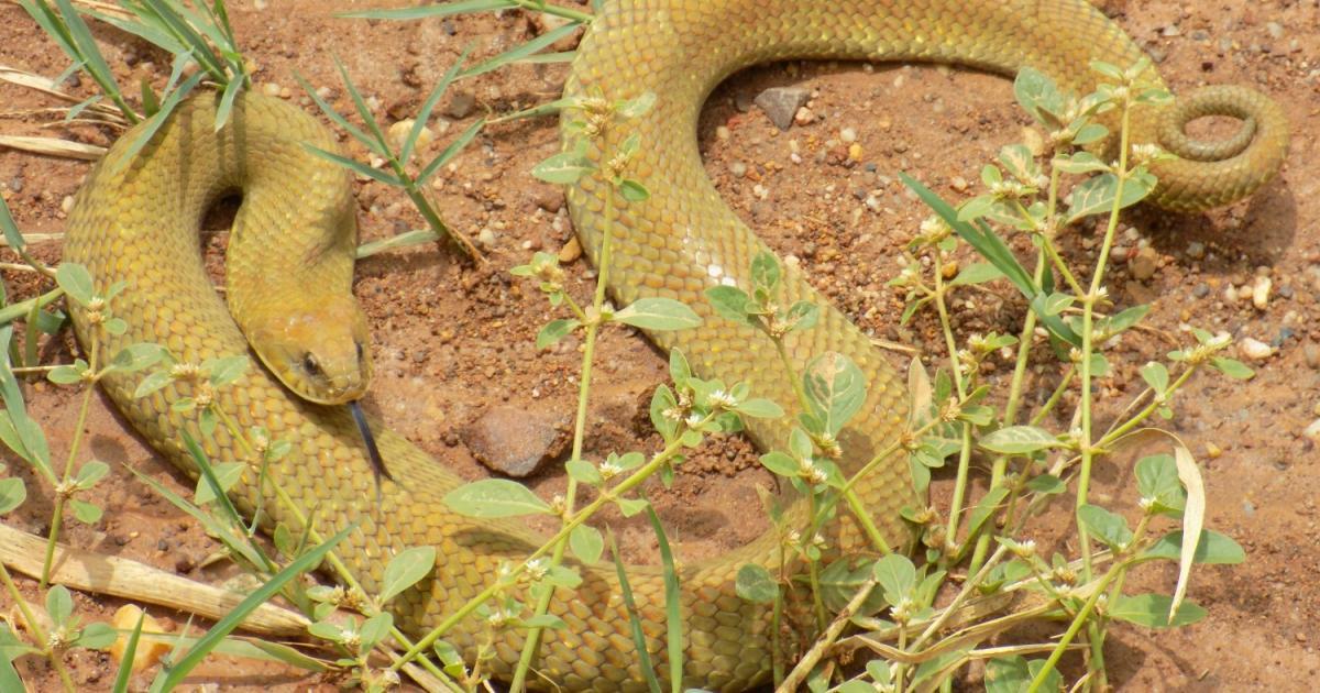 Boipeva #135690 - Biofaces - Bring Nature Closer