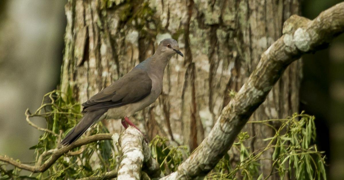 Juriti-pupu #135909 - Biofaces - Bring Nature Closer