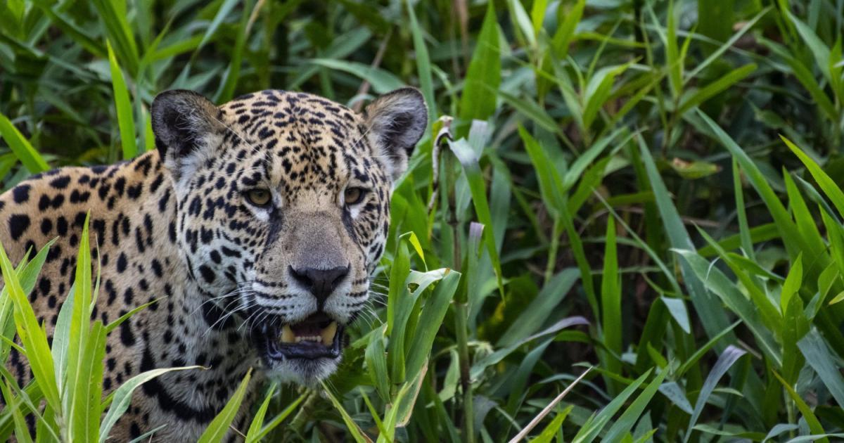 Panthera #136027 - Biofaces - Bring Nature Closer