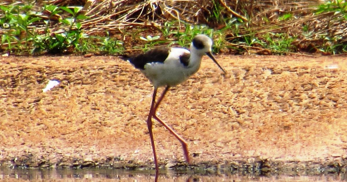 Pernilongo-de-costas-brancas #136424 - Biofaces - Bring Nature Closer