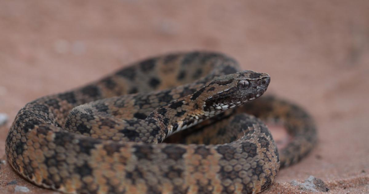 Jararaca #136557 - Biofaces - Bring Nature Closer