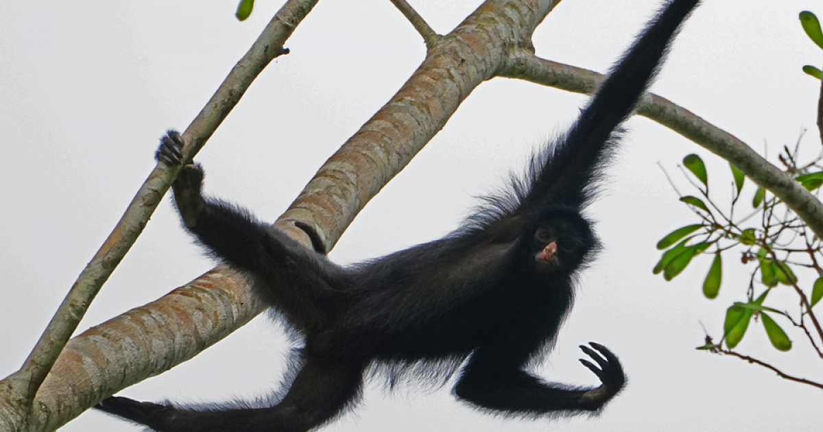 Macaco-aranha #136775 - Biofaces - Bring Nature Closer