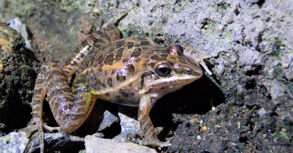 Leptodactylus #136834 - Biofaces - Bring Nature Closer