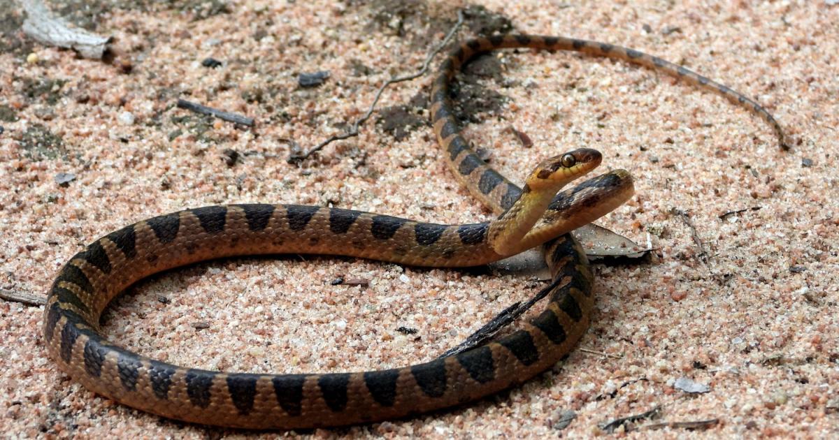 Serpente Olho De Gato Anelada - RETOEDU