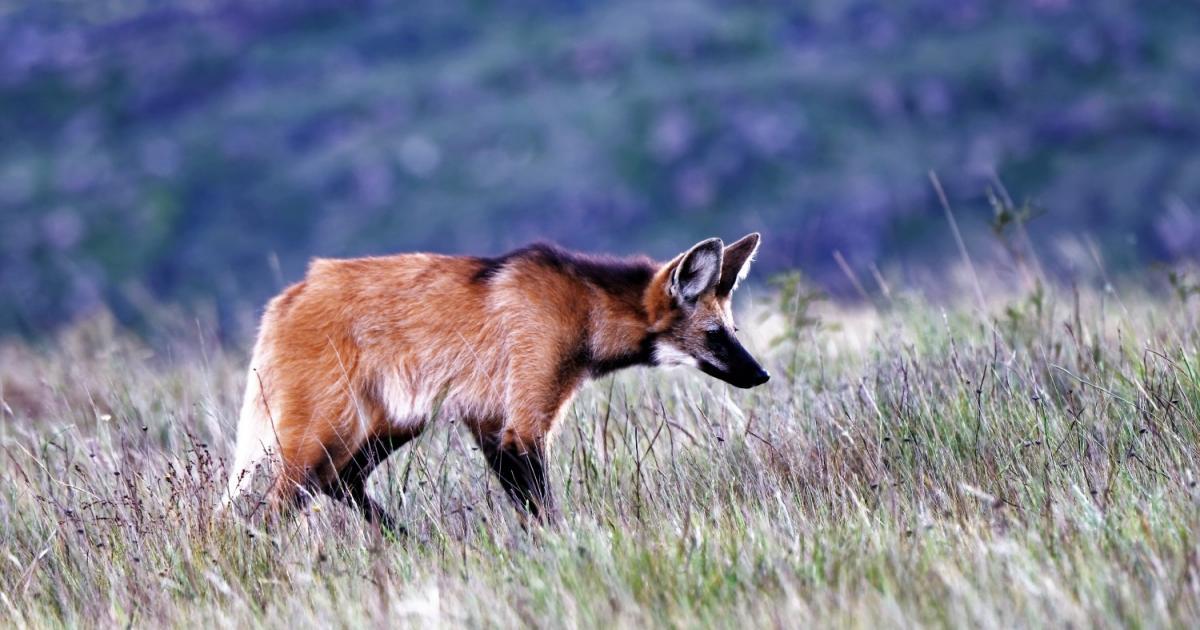 Lobo-guará #136901 - Biofaces - Bring Nature Closer