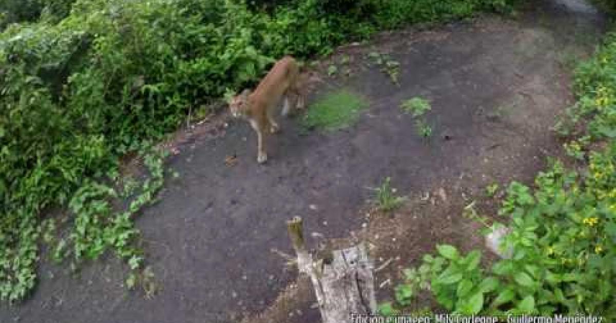 Puma #137144 - Biofaces - Bring Nature Closer