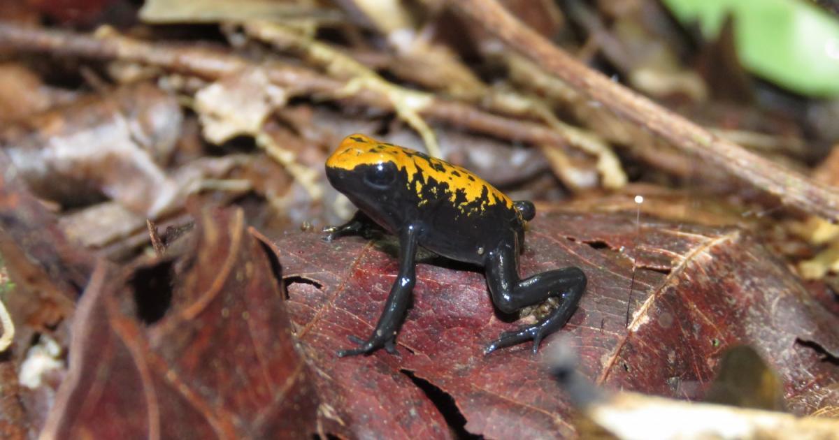 Sapo-de-seta #137201 - Biofaces - Bring Nature Closer