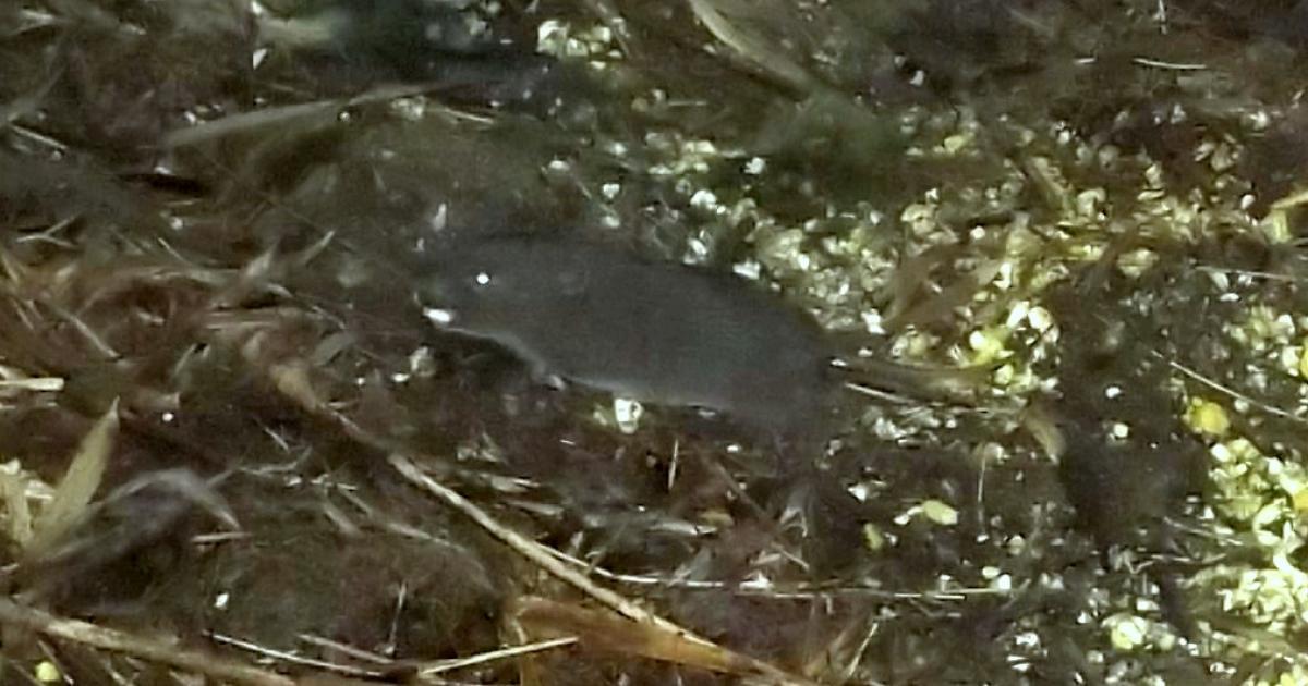 Rato-do-chão #137213 - Biofaces - Bring Nature Closer