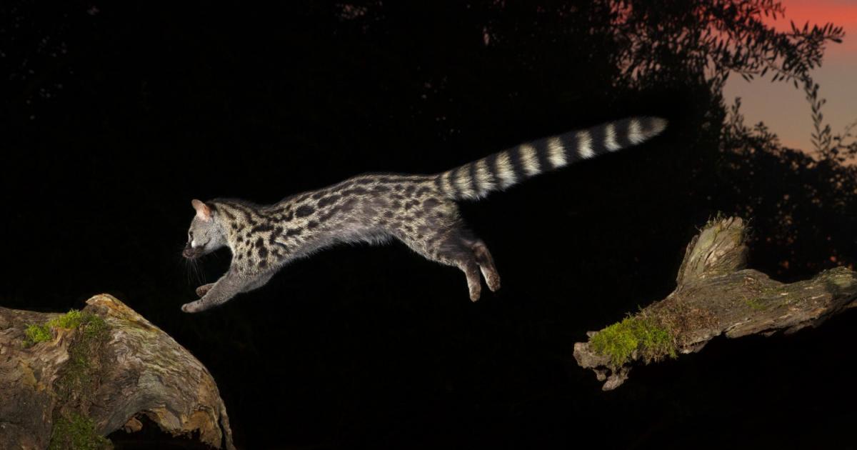 Gineta, #137221 - Biofaces - Bring Nature Closer