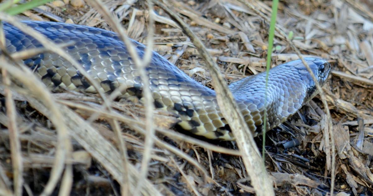 SURUCUCU #137620 - Biofaces - Bring Nature Closer