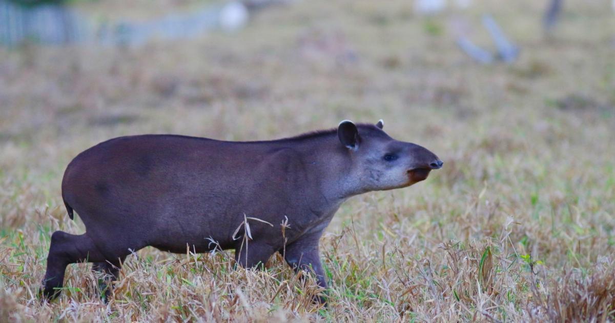 Anta #137659 - Biofaces - Bring Nature Closer