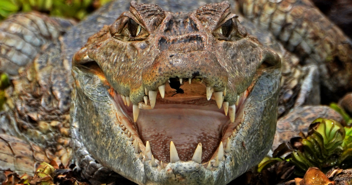 Jacaré #137762 - Biofaces - Bring Nature Closer