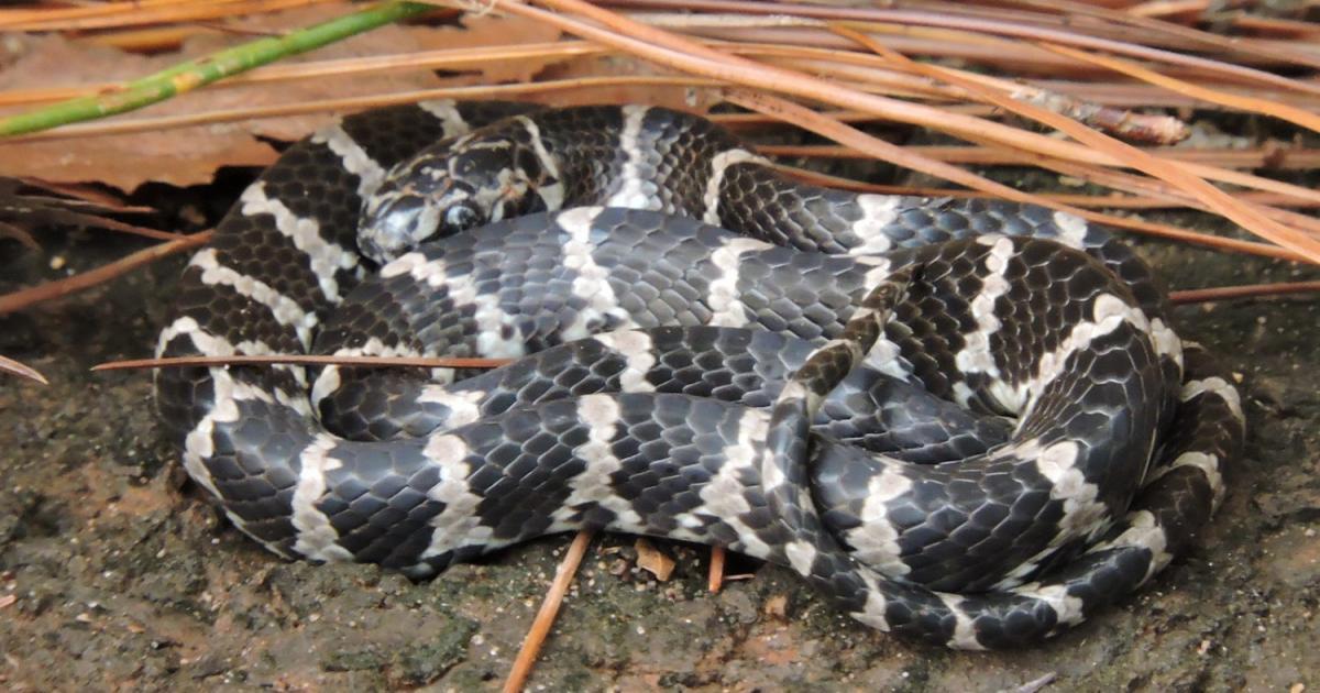 Jararaca-dormideira #137814 - Biofaces - Bring Nature Closer