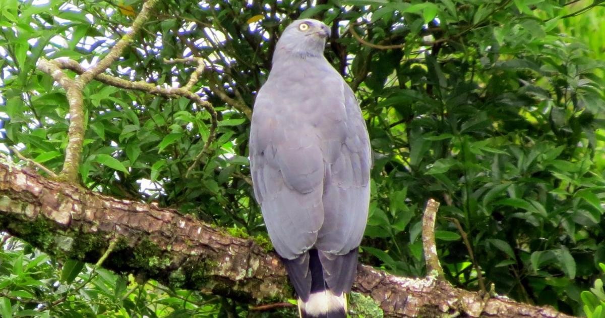 Gavião #137876 - Biofaces - Bring Nature Closer